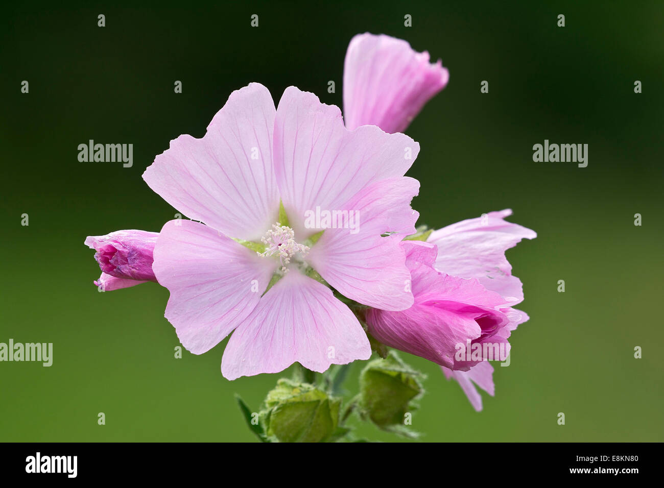 Musk Mallow (Malva moschata), Burgenland, Austria Stock Photo - Alamy