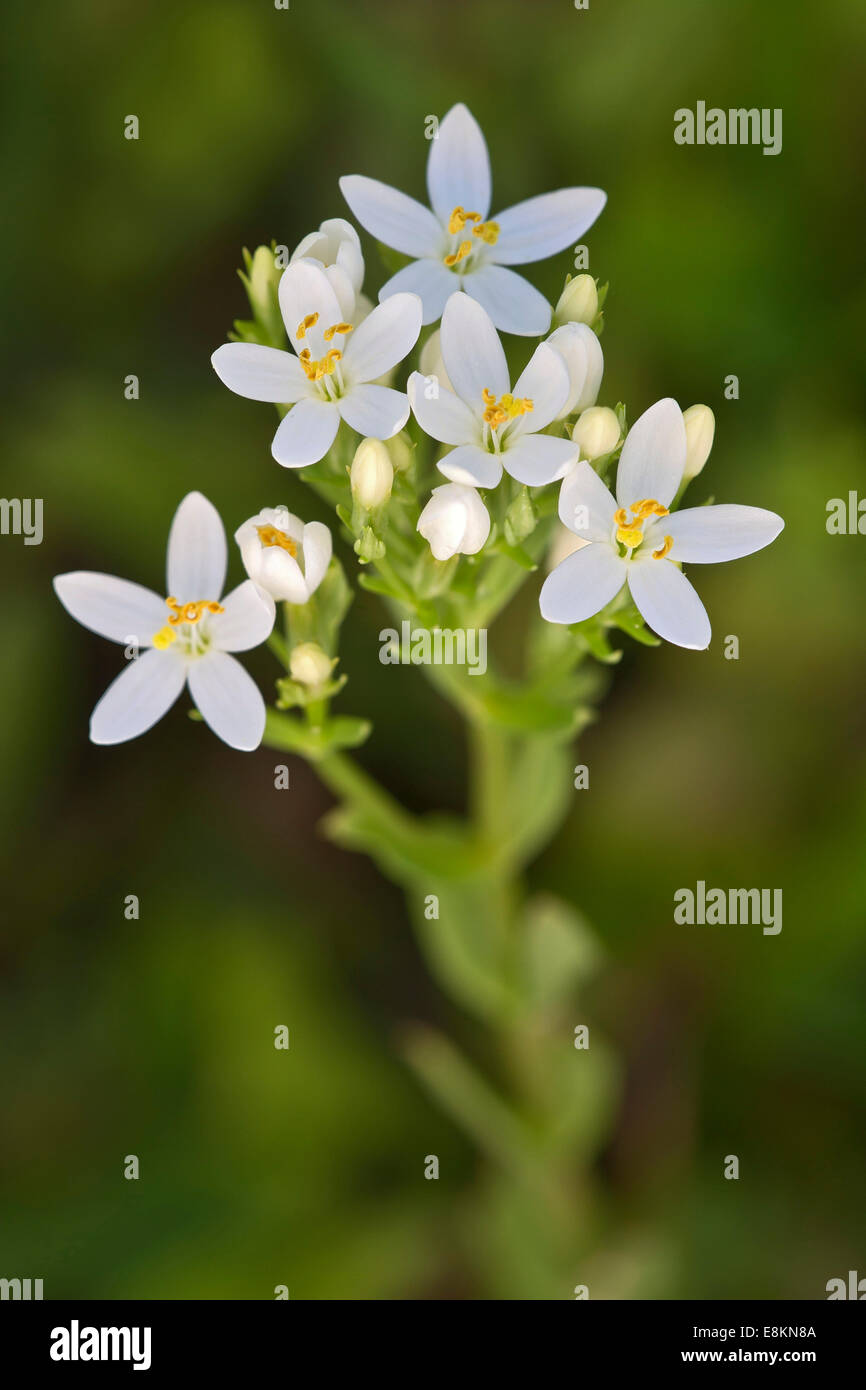 Centaury (Centaurium erythraea), white flowers, Burgenland, Austria ...