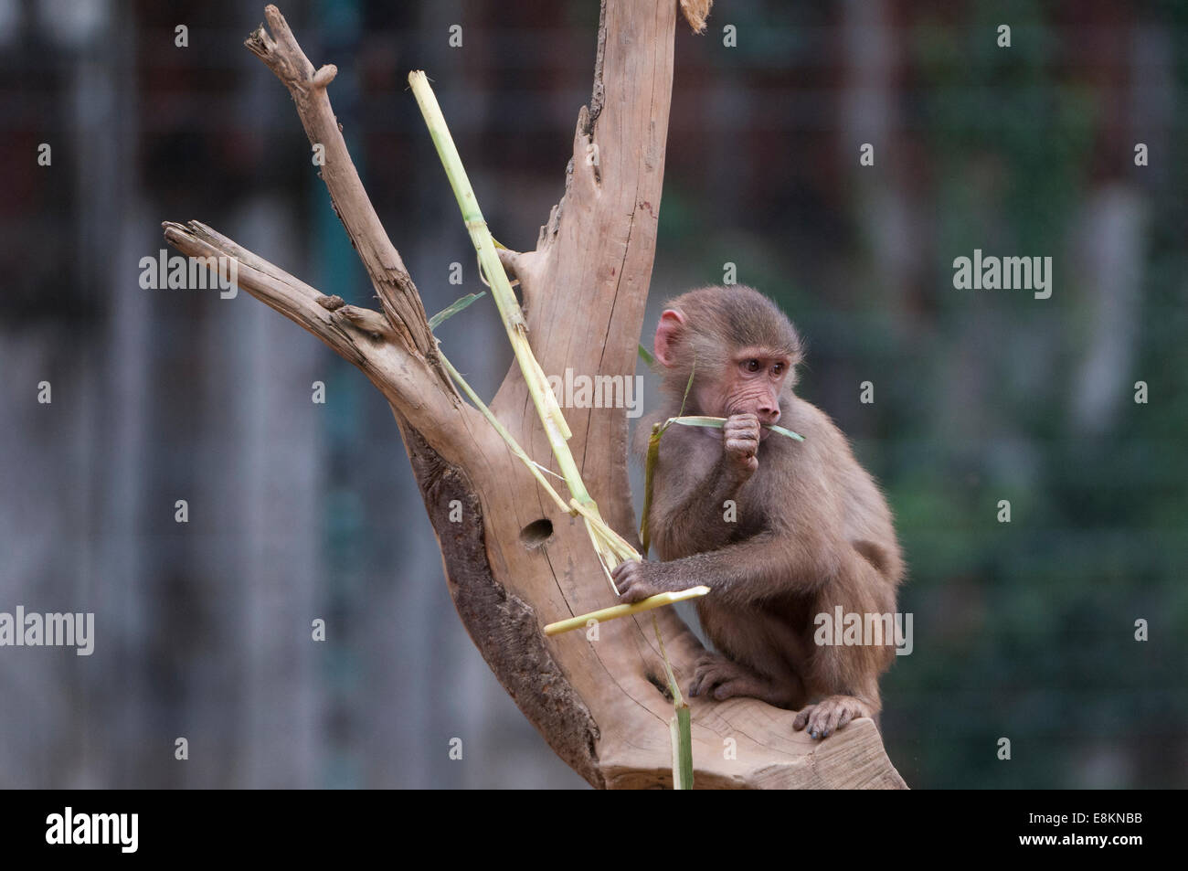Pavian Stock Photos & Pavian Stock Images - Alamy