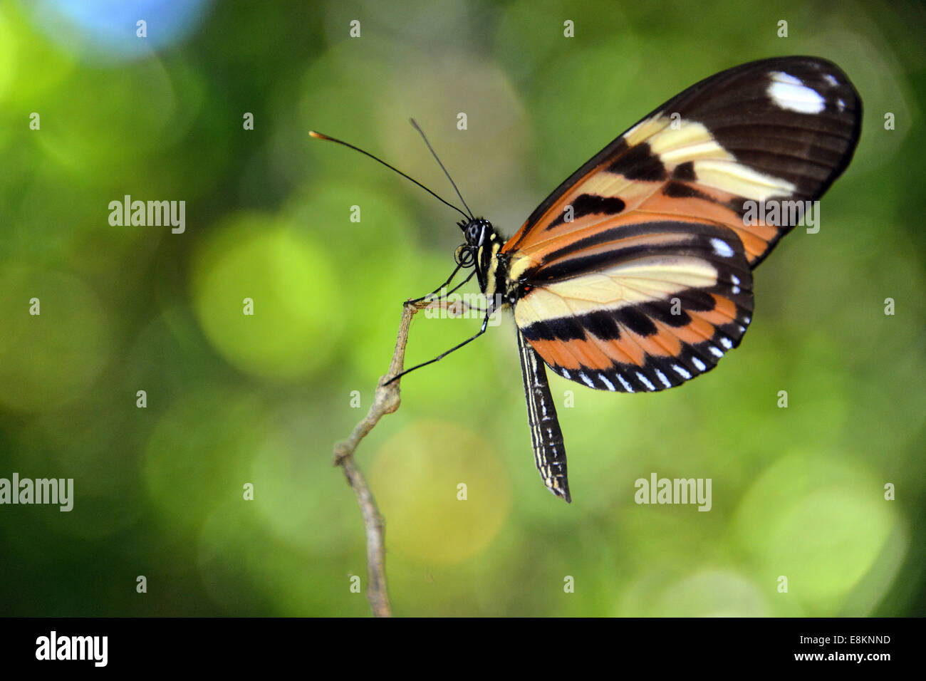 Tropical butterfly, probably Melinaea ethra, rainforest, Ilha Grande ...