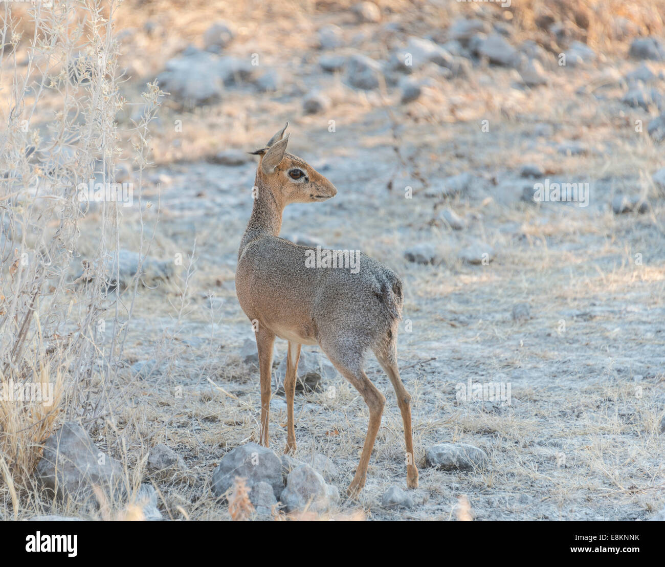 Kirk's dik dik hi-res stock photography and images - Alamy