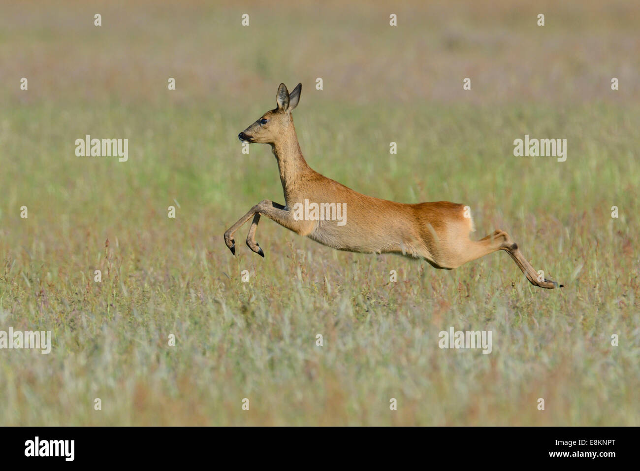 Leaping across the world hi-res stock photography and images - Alamy