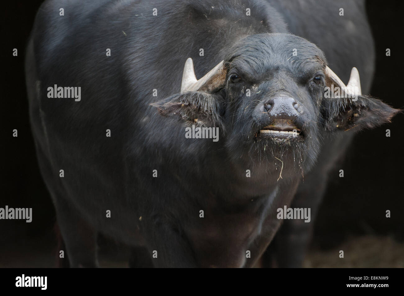 Bubalus bubalis horn hi-res stock photography and images - Alamy