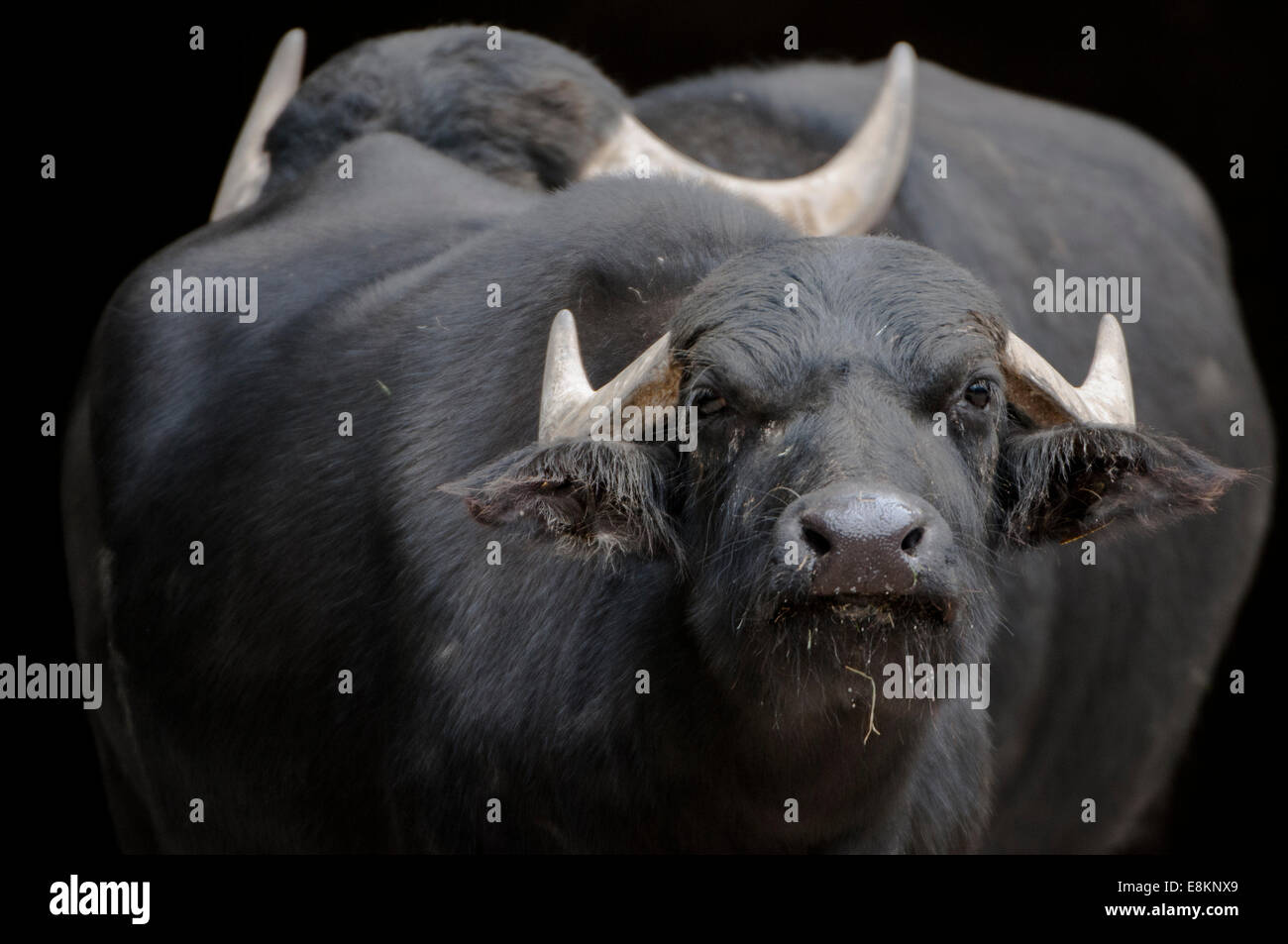 Wasserbueffel ,Bubalus bubalis Stock Photo - Alamy