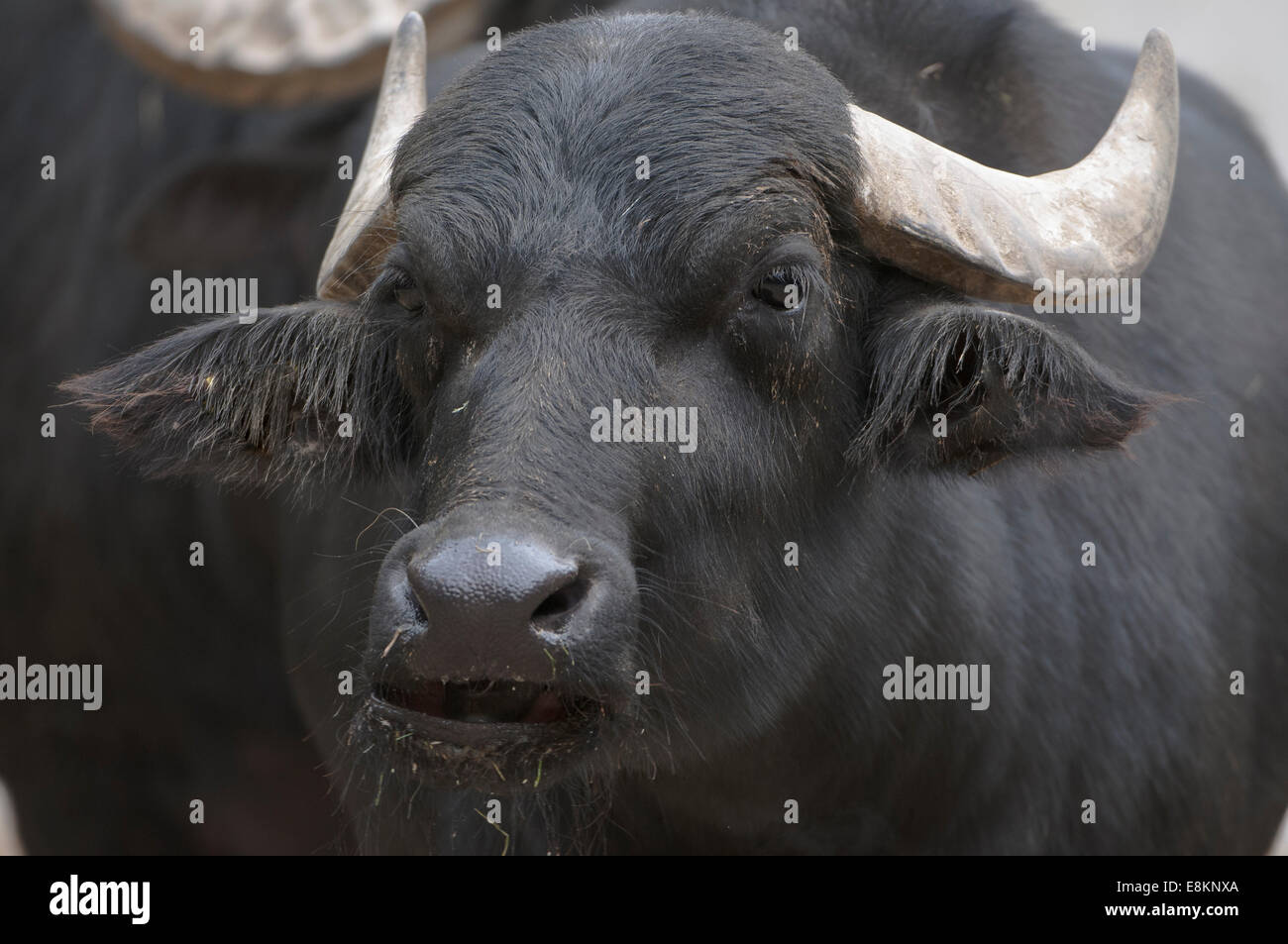 Wasserbueffel ,Bubalus bubalis Stock Photo - Alamy
