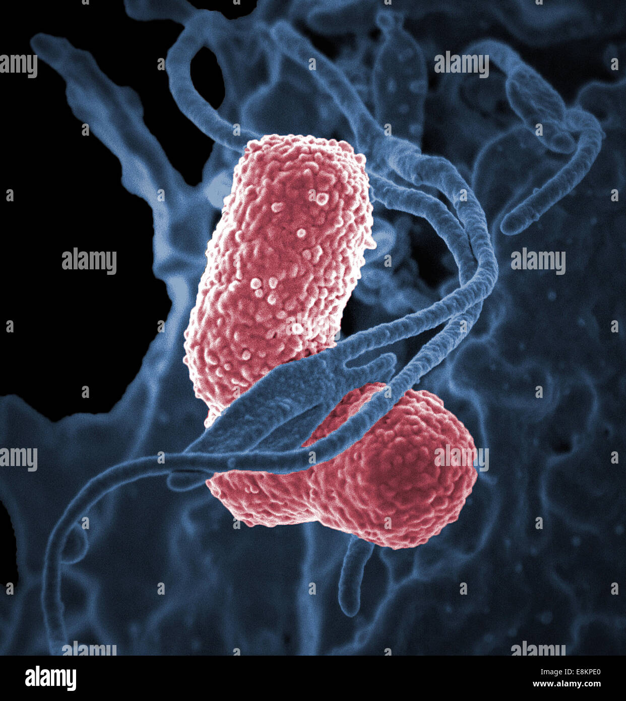 Klebsiella sp hi-res stock photography and images - Alamy