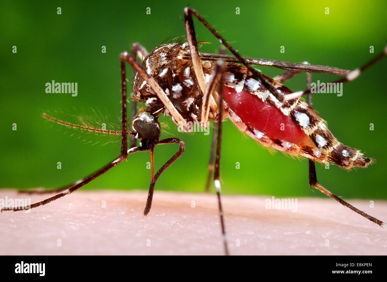 Aedes mosquito closeup hi-res stock photography and images - Alamy
