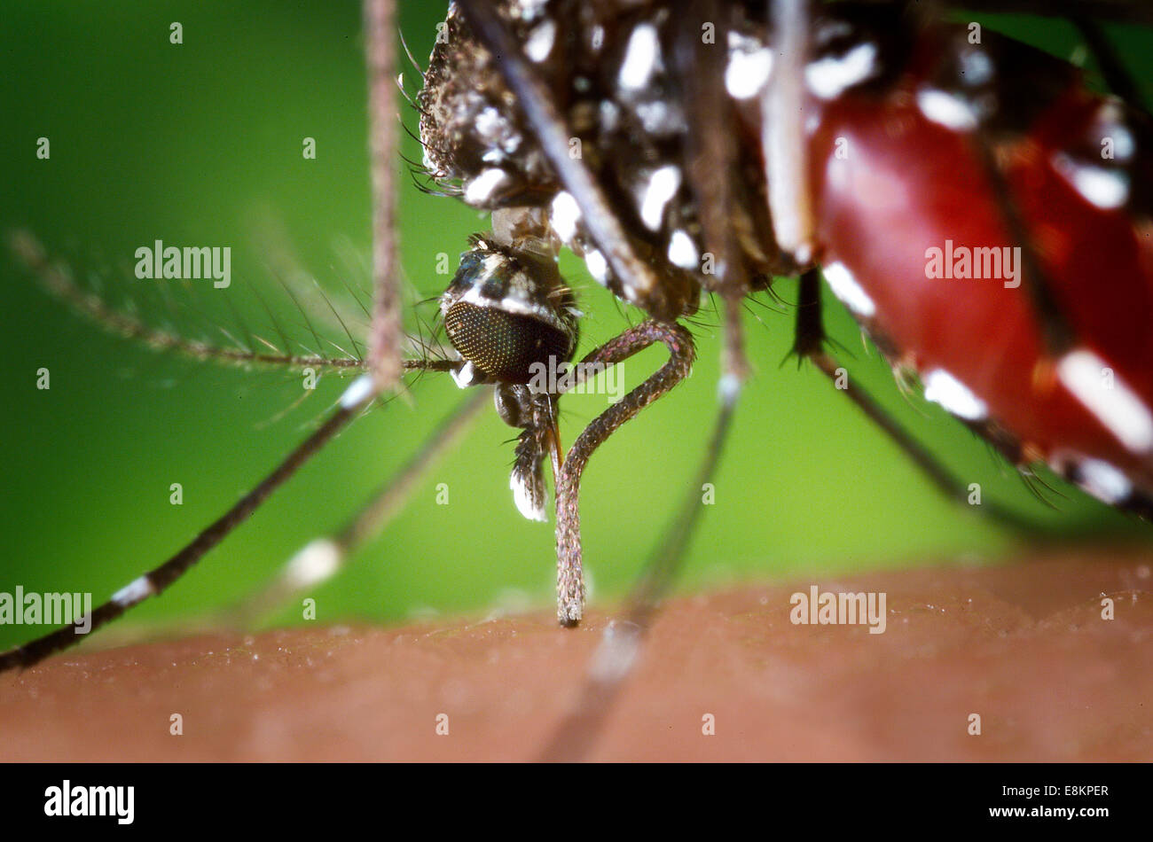 Asian tiger mosquito aedes albopictus hi-res stock photography and ...