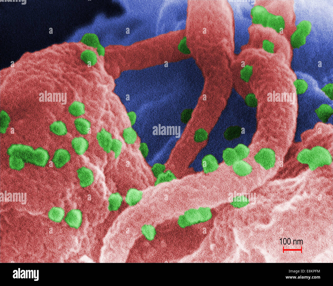 Electron microscope cell membrane hi-res stock photography and images ...