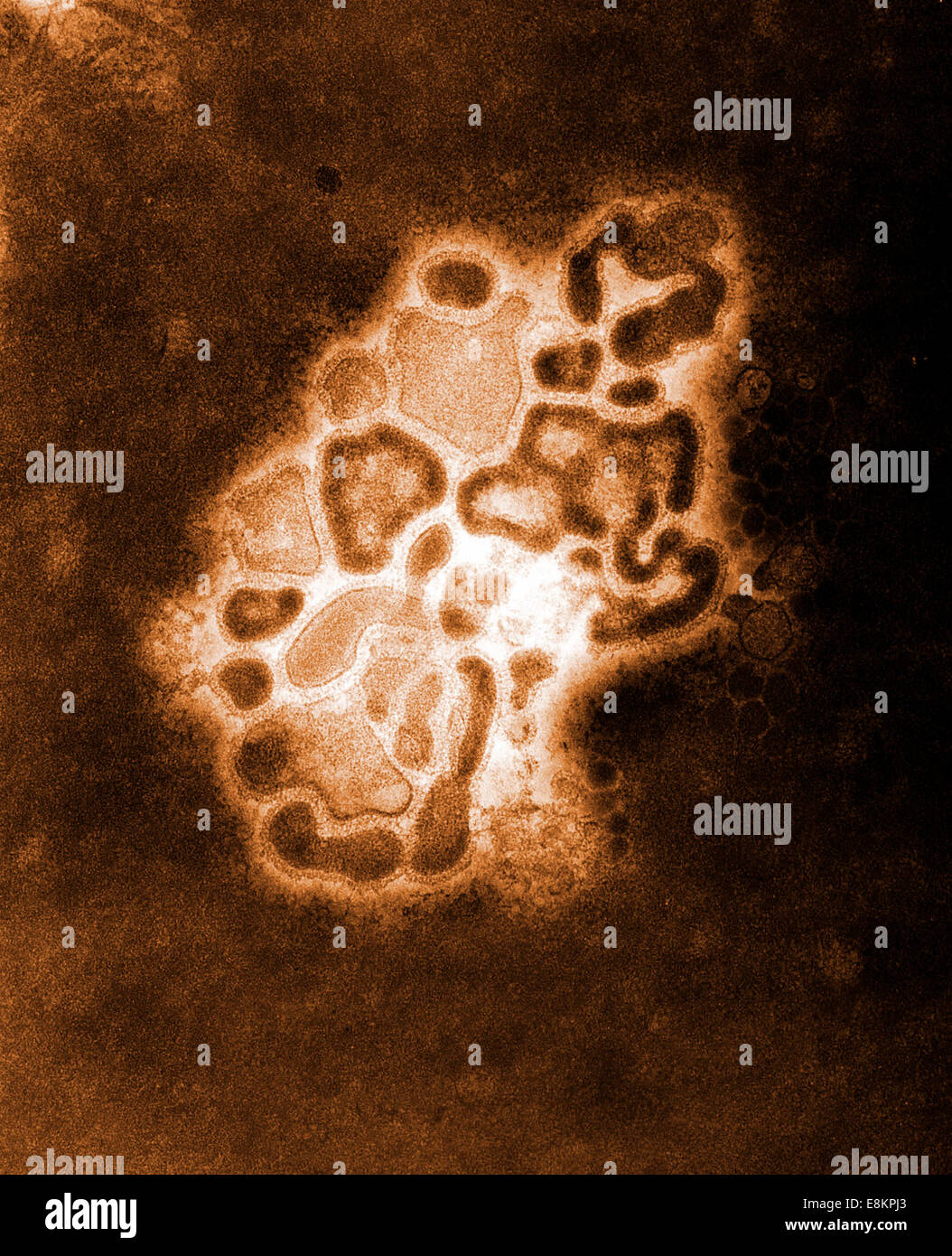 Under the plate hi-res stock photography and images - Alamy