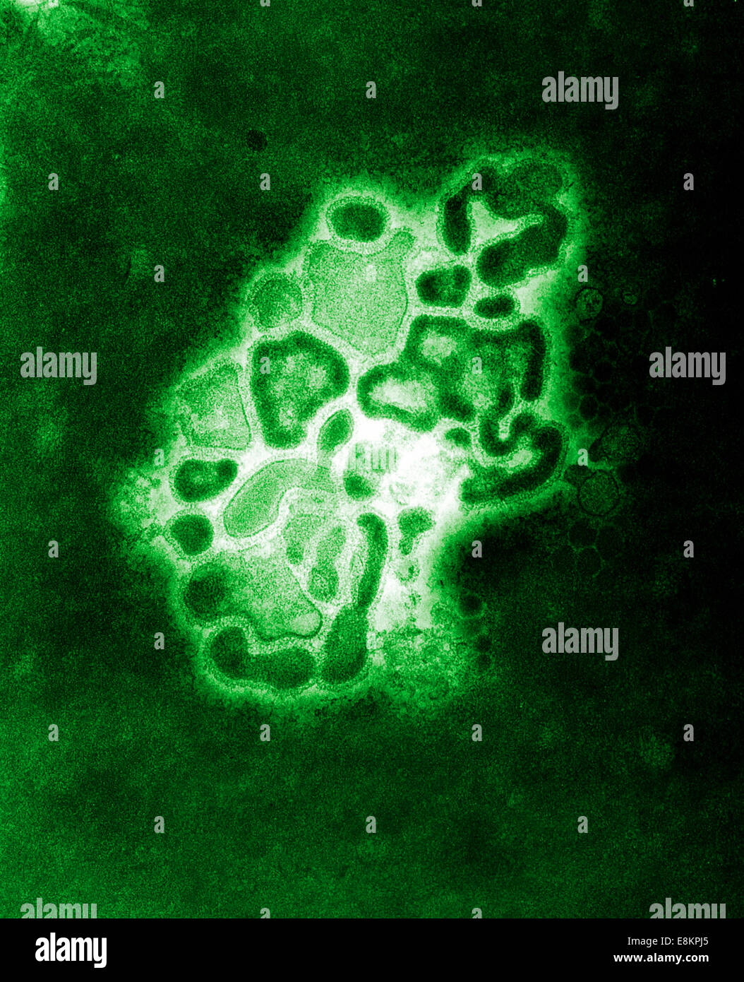 Microscope plate hi-res stock photography and images - Alamy