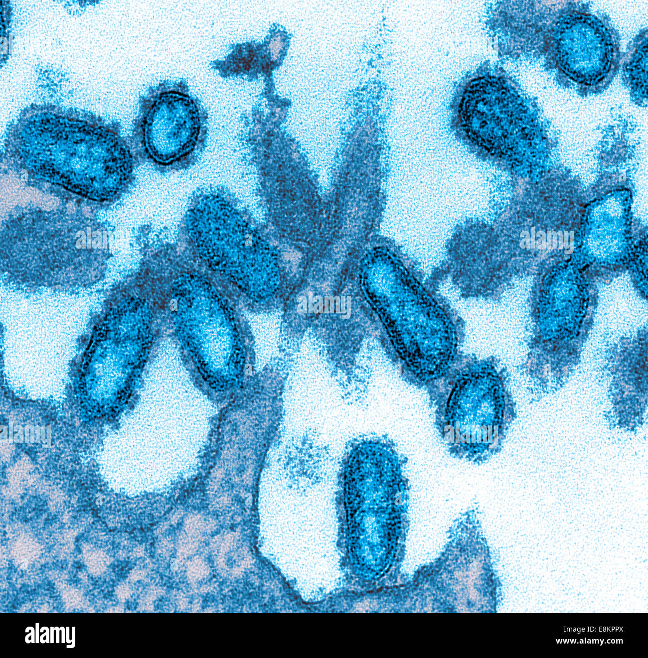 Transmission electron microscopy cells hi-res stock photography and ...