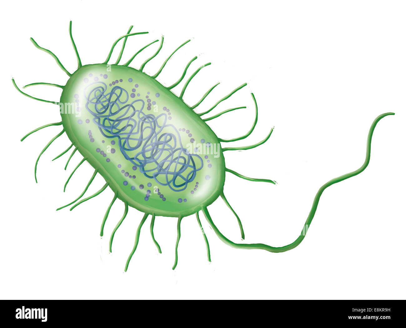 Bacterial flagellum model hi-res stock photography and images - Alamy