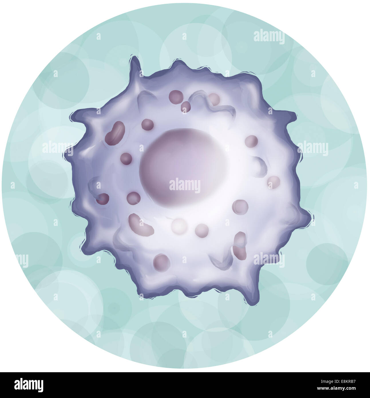 Macrophage hi-res stock photography and images - Alamy