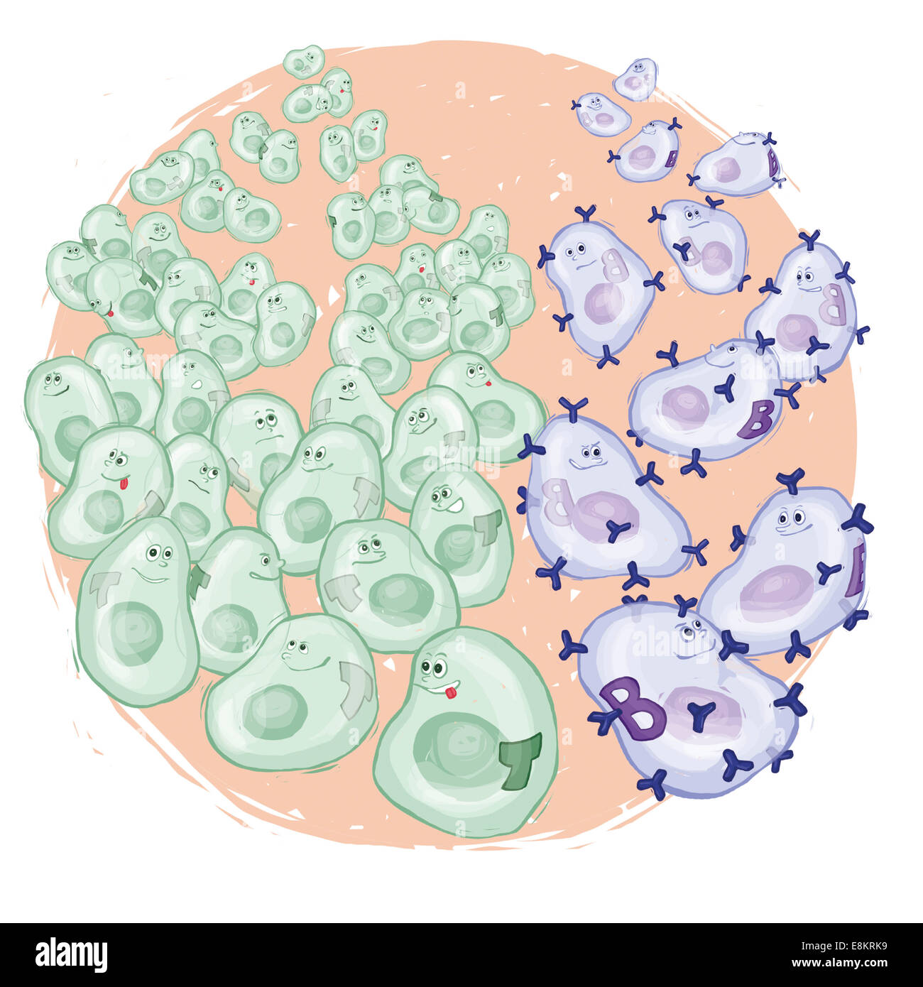 Vaccination (stage 2) : multiplication of the T and B lymphocytes ...