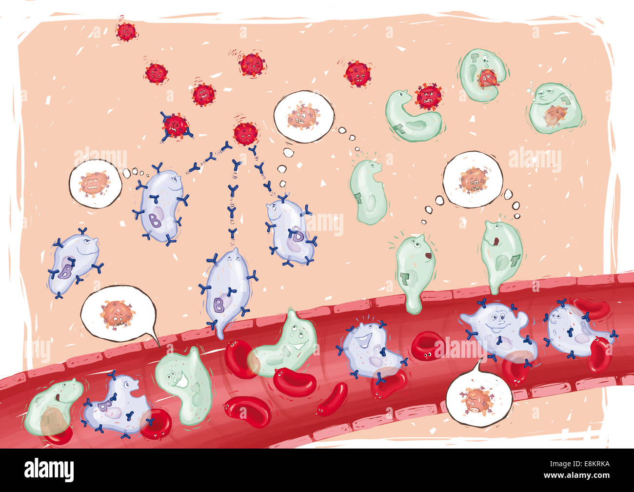 Vaccination (stage 3) : the virus enters the body, the B and T ...