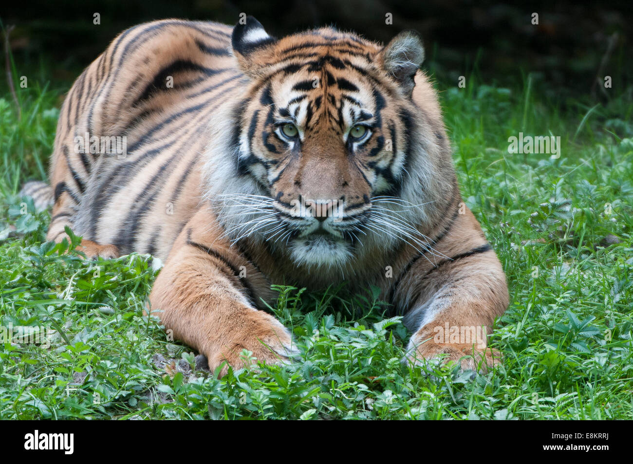 Sumatran ti hi-res stock photography and images - Alamy