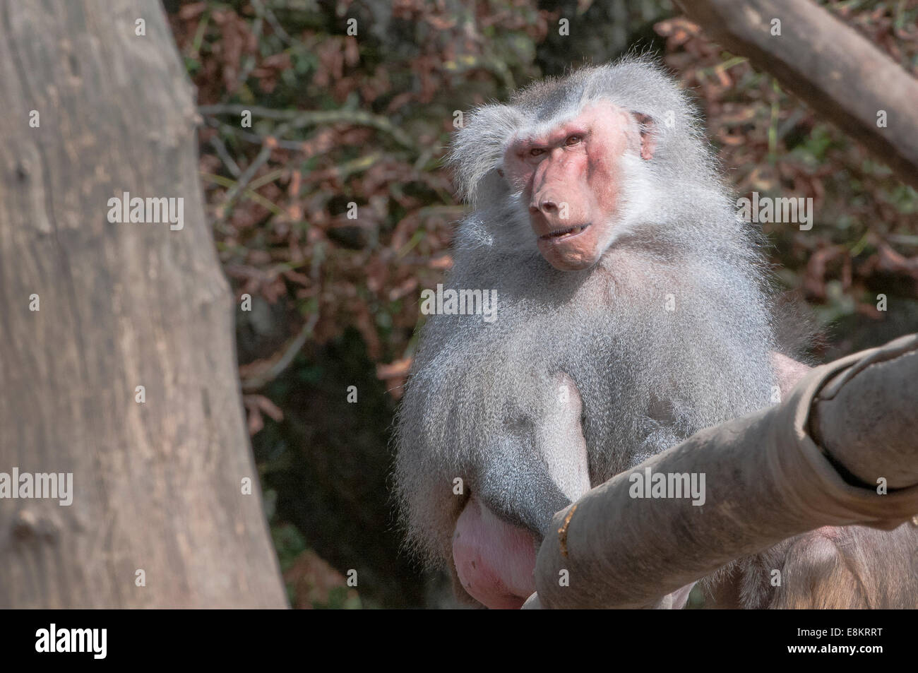 Pavian male,Papio hamadryas,male Stock Photo - Alamy