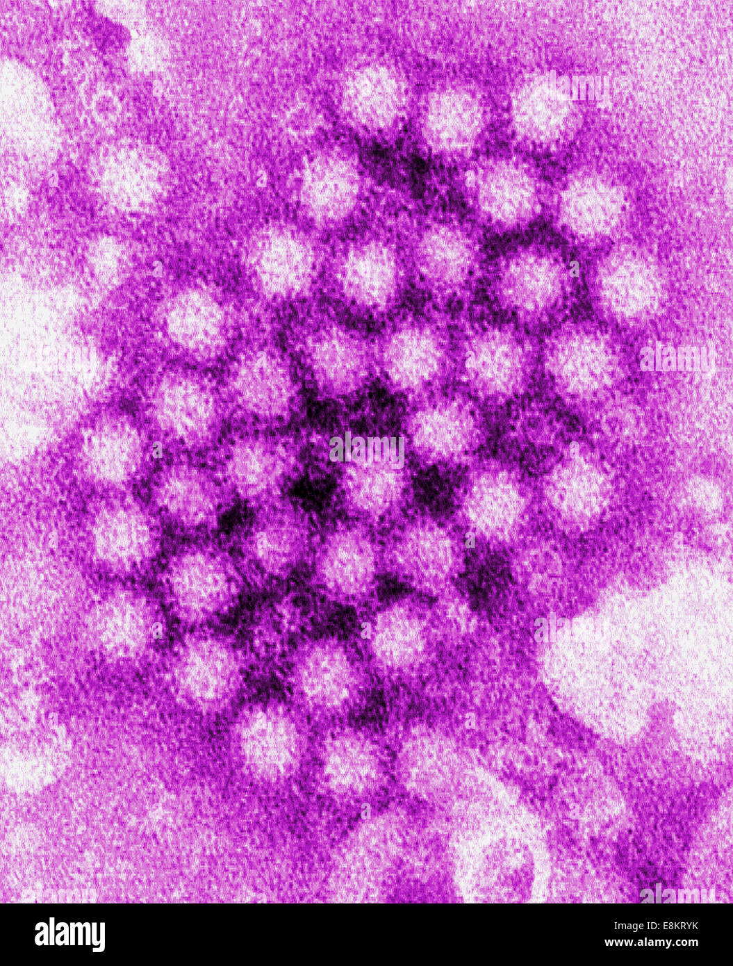 Micrograph hi-res stock photography and images - Alamy