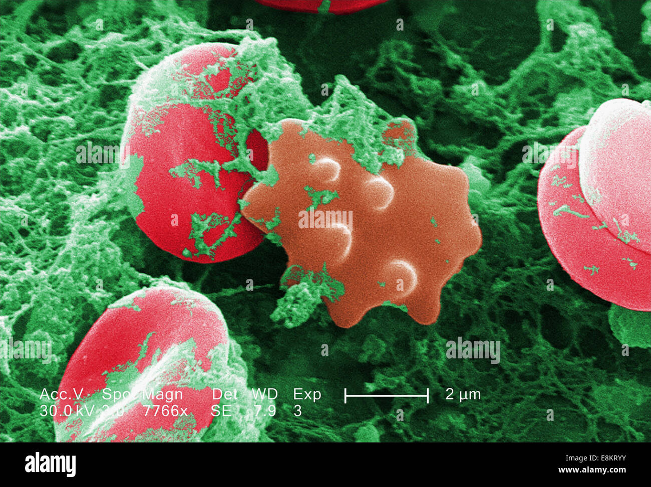 Red blood cell sem hi-res stock photography and images - Alamy