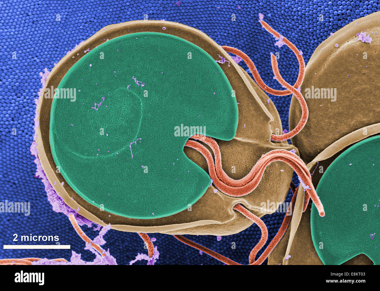Microvillus micrograph hi-res stock photography and images - Alamy