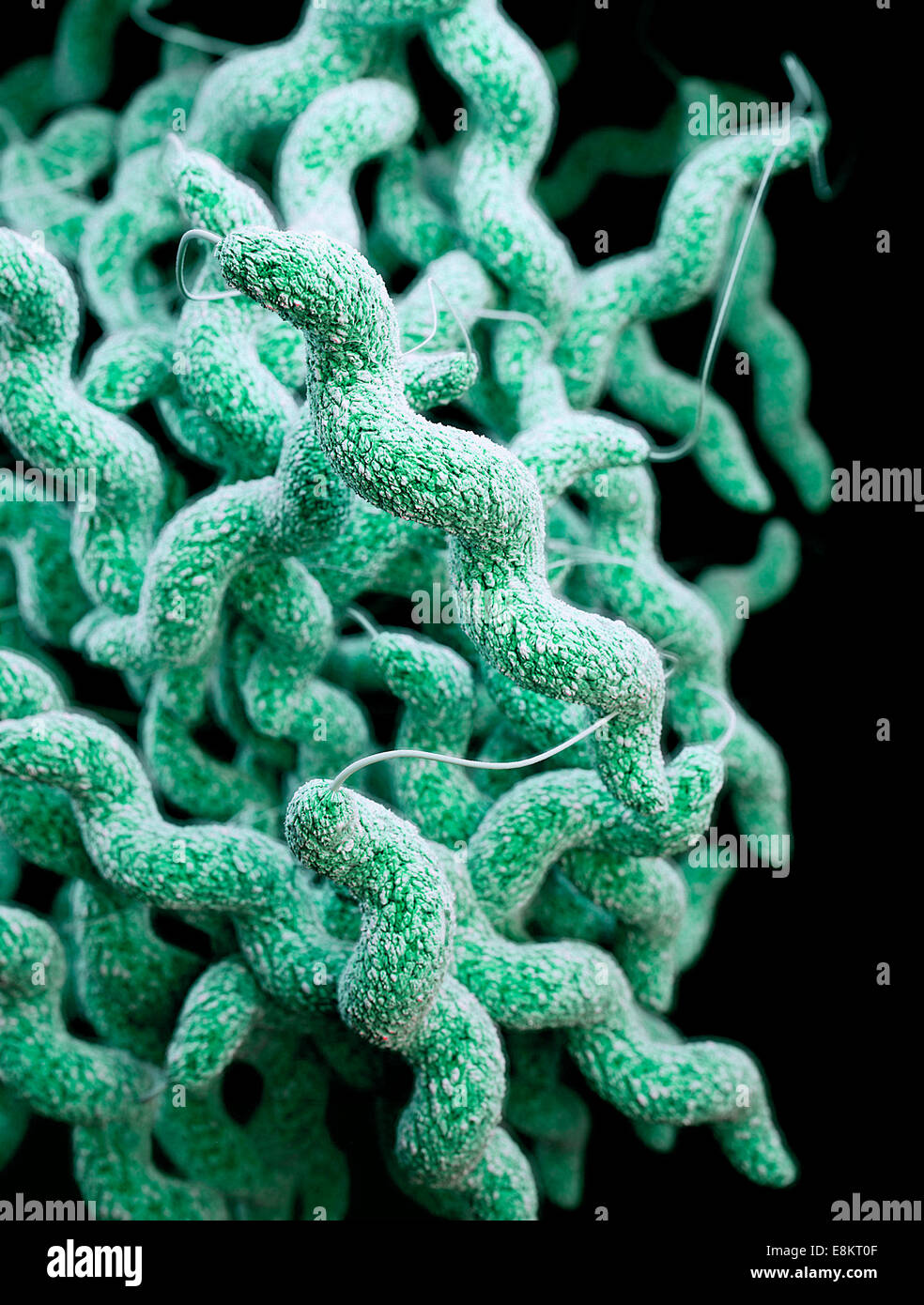 Campylobacter High Resolution Stock Photography and Images - Alamy