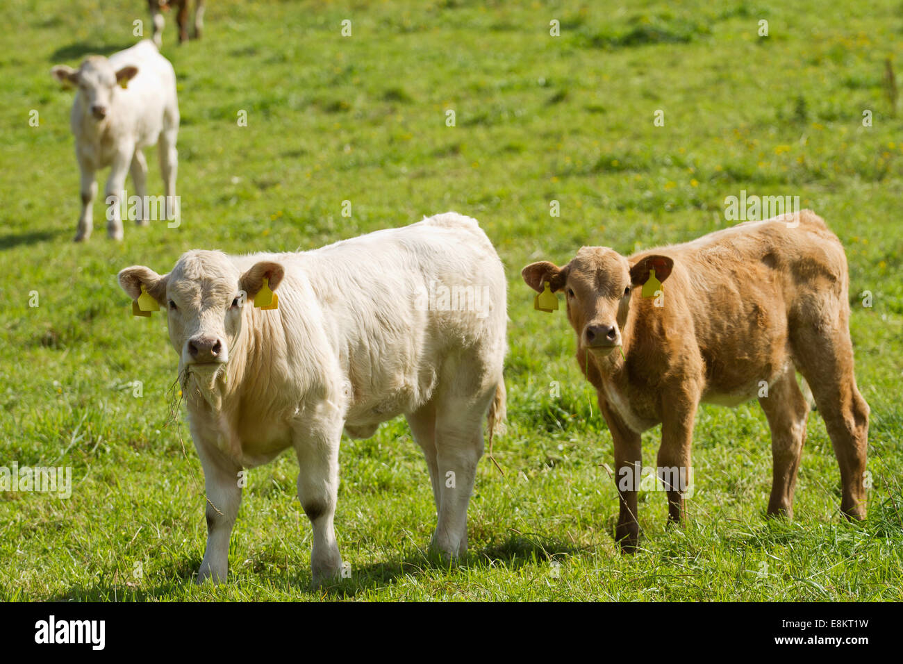 Calves hoof hi-res stock photography and images - Alamy