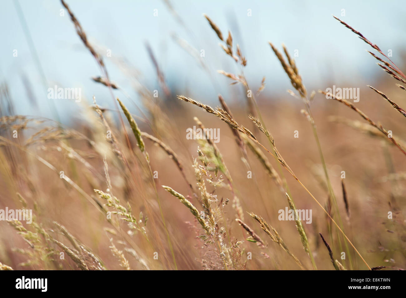 Field of grass Stock Photo - Alamy
