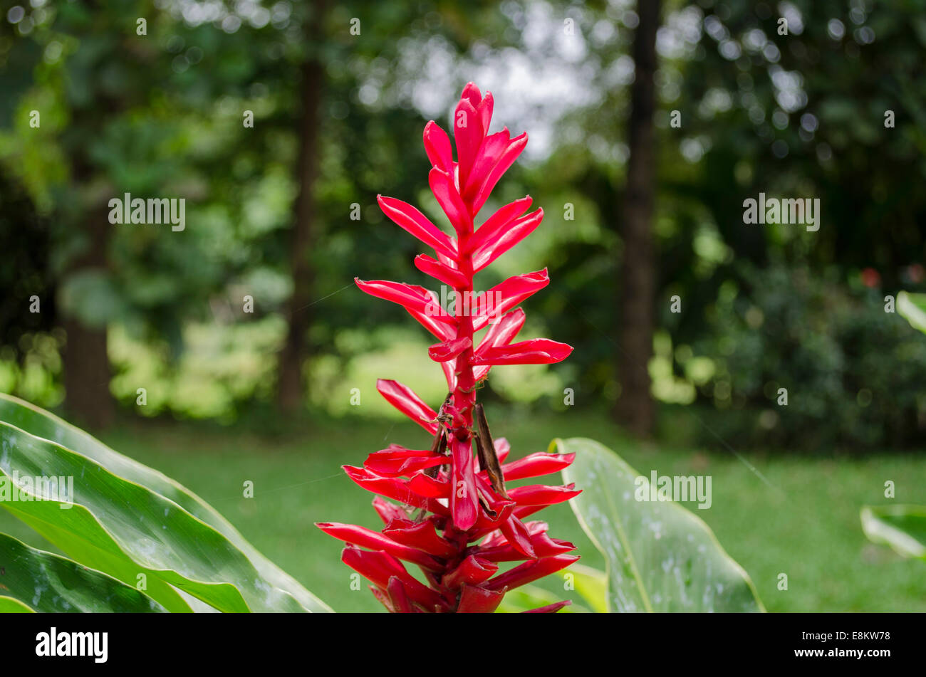 Kerala flowers hi-res stock photography and images - Alamy