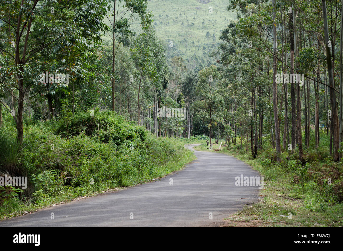 Suryanelli cycling route in Kerala, India Stock Photo - Alamy