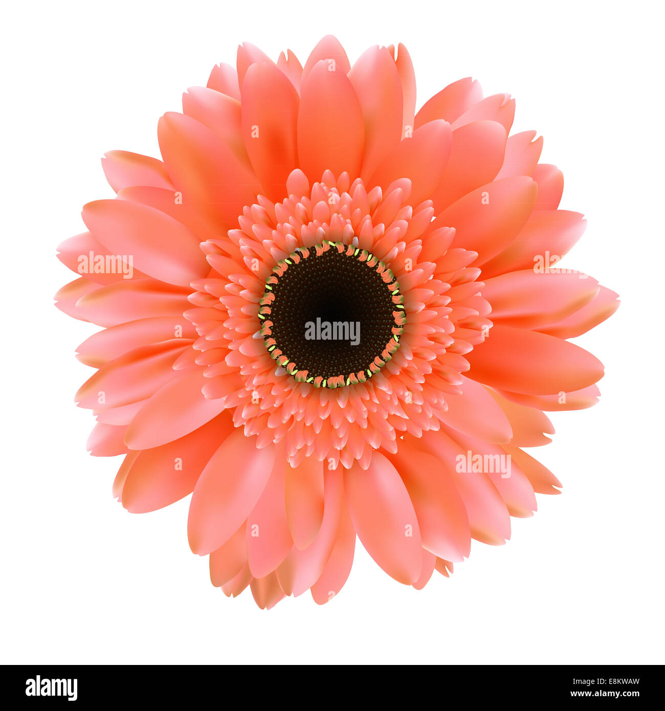 Gerbera illustration hi-res stock photography and images - Alamy