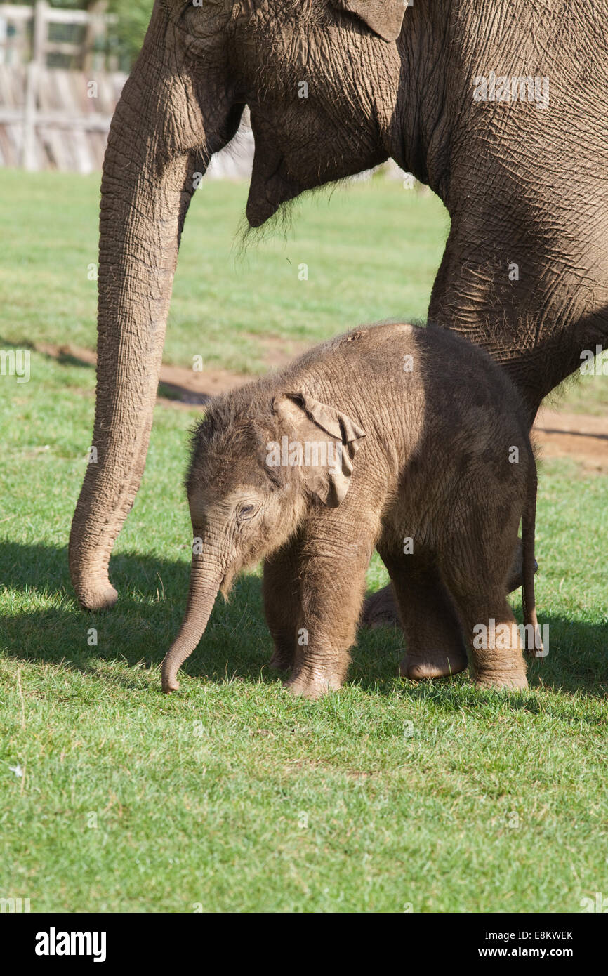 Baby elephant young vulnerable animal hi-res stock photography and ...