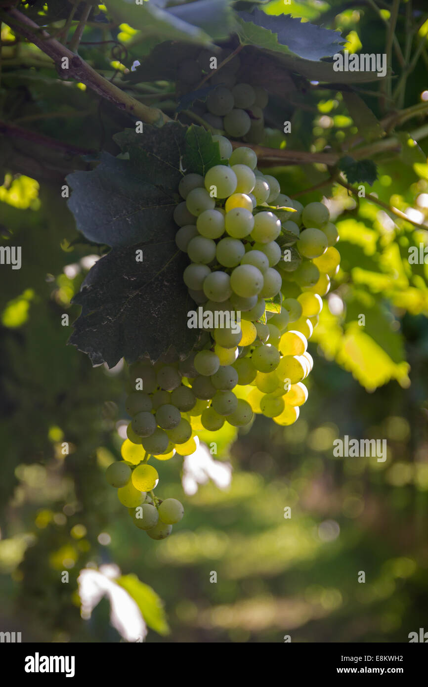 bunch of grapes Stock Photo - Alamy