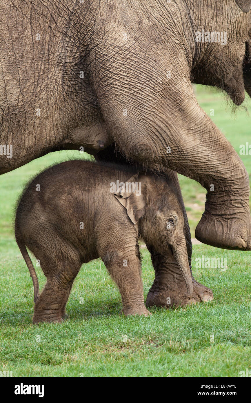 Baby elephant walking between legs hi-res stock photography and images ...