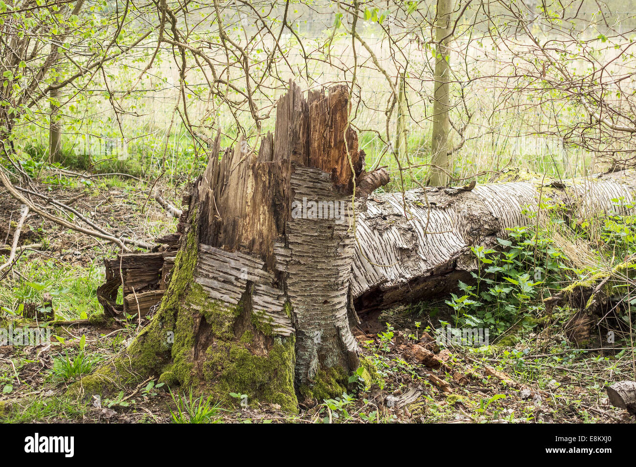 Snapped Tree Trunk Stock Photos & Snapped Tree Trunk Stock Images - Alamy