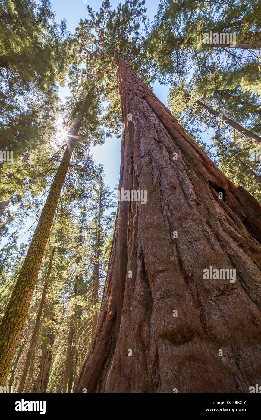 Giant sequoia trees in the Sequoia National Park, California, USA Stock ...