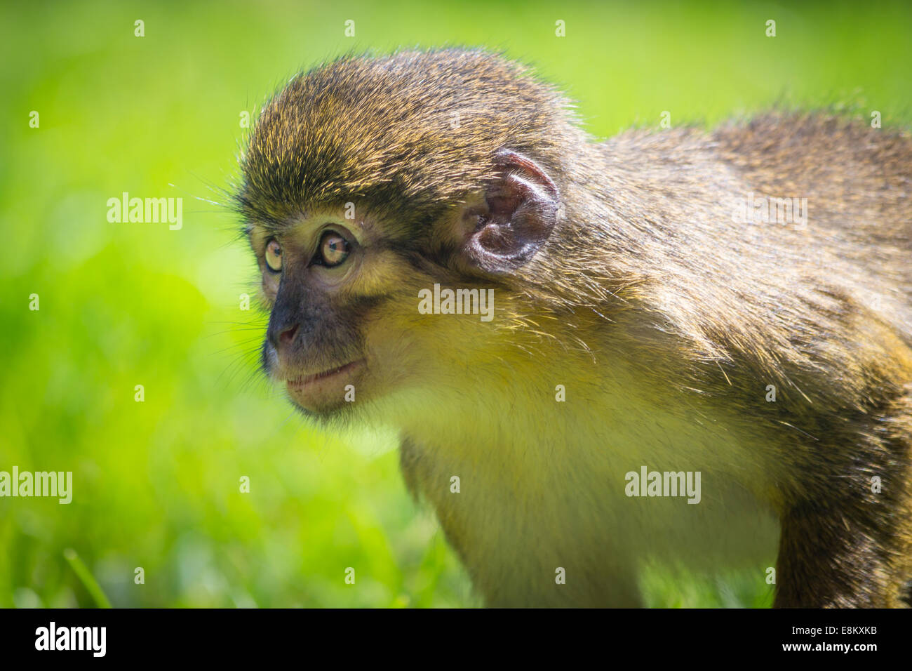 Curiosity of a little monkey Stock Photo - Alamy