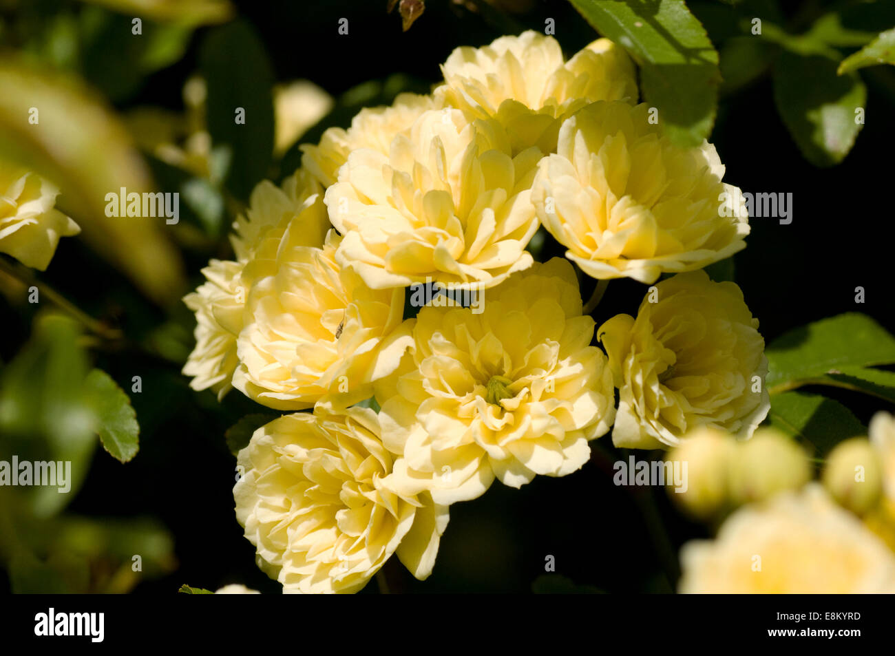 Hybrid yellow wild rose. A rose is a woody perennial of the genus Rosa ...