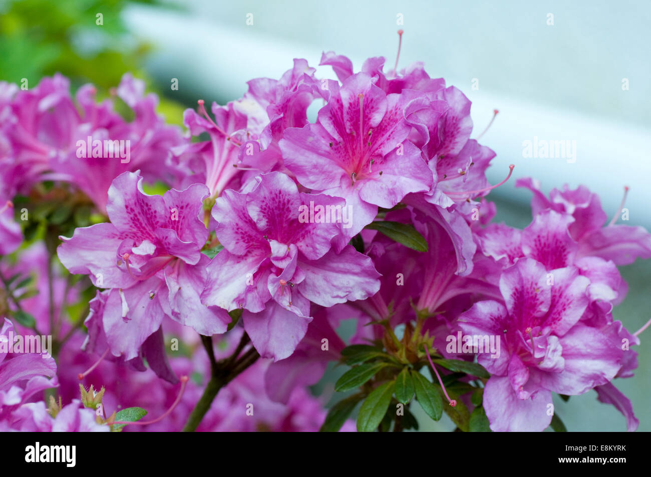 Pink white Rhododendron flowers. Rhododendron maximum — its common ...