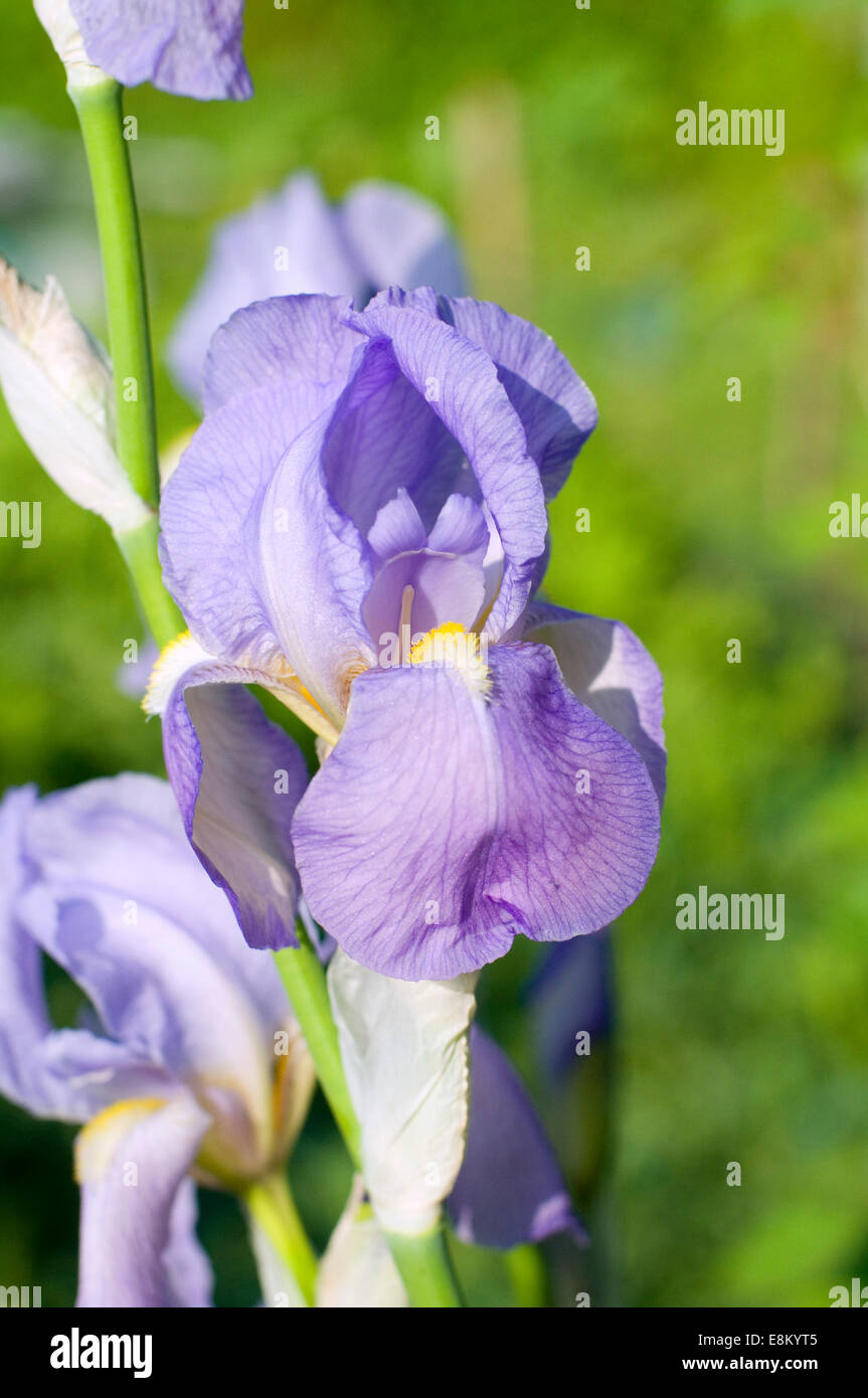 Lilac blue Iris flower. Greek word for a rainbow Stock Photo - Alamy