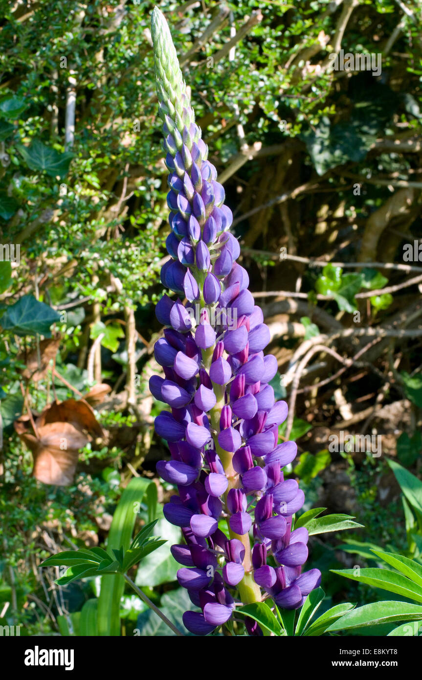 Purple blue Lupin flower Stock Photo - Alamy