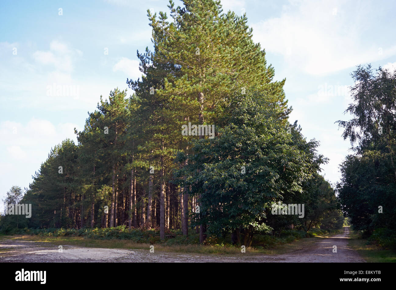 Rendlesham Forest Suffolk UK Stock Photo - Alamy