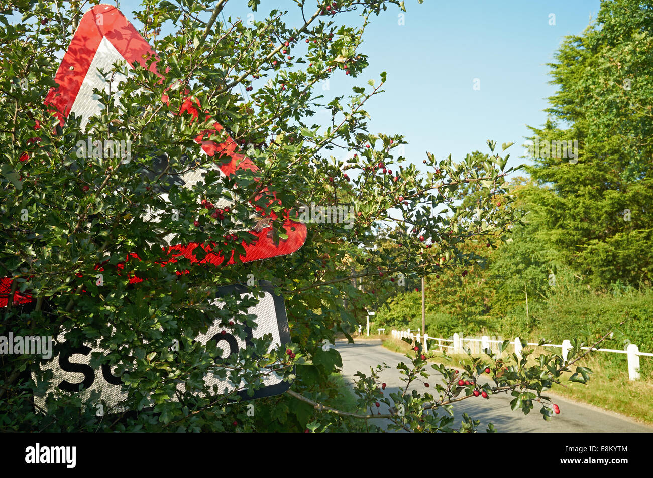 Overgrown road sign hi-res stock photography and images - Alamy