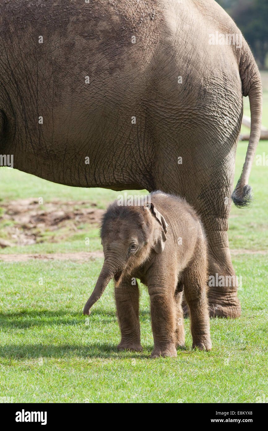 Elephants london zoo hi-res stock photography and images - Alamy
