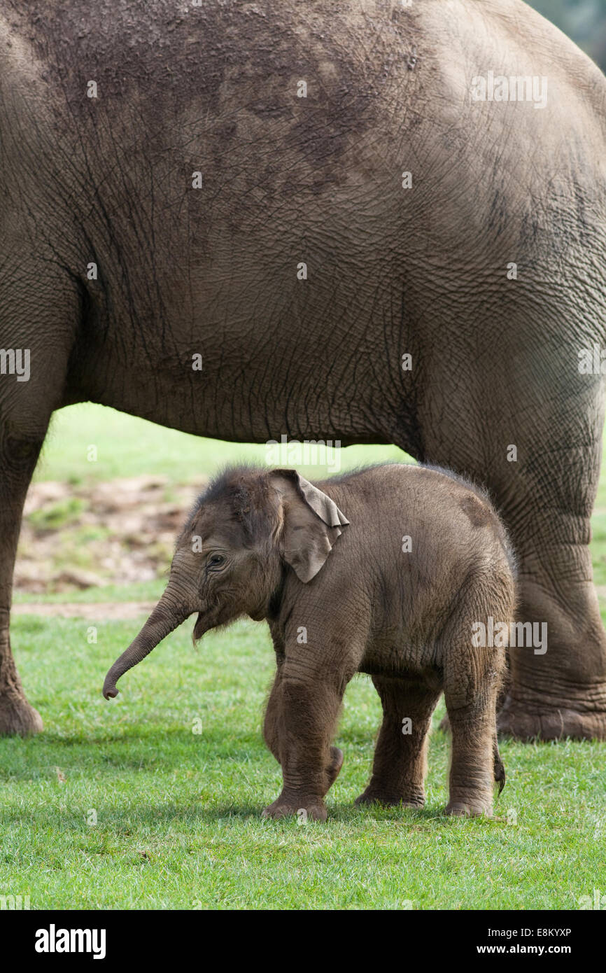 Baby elephant young vulnerable animal hi-res stock photography and ...