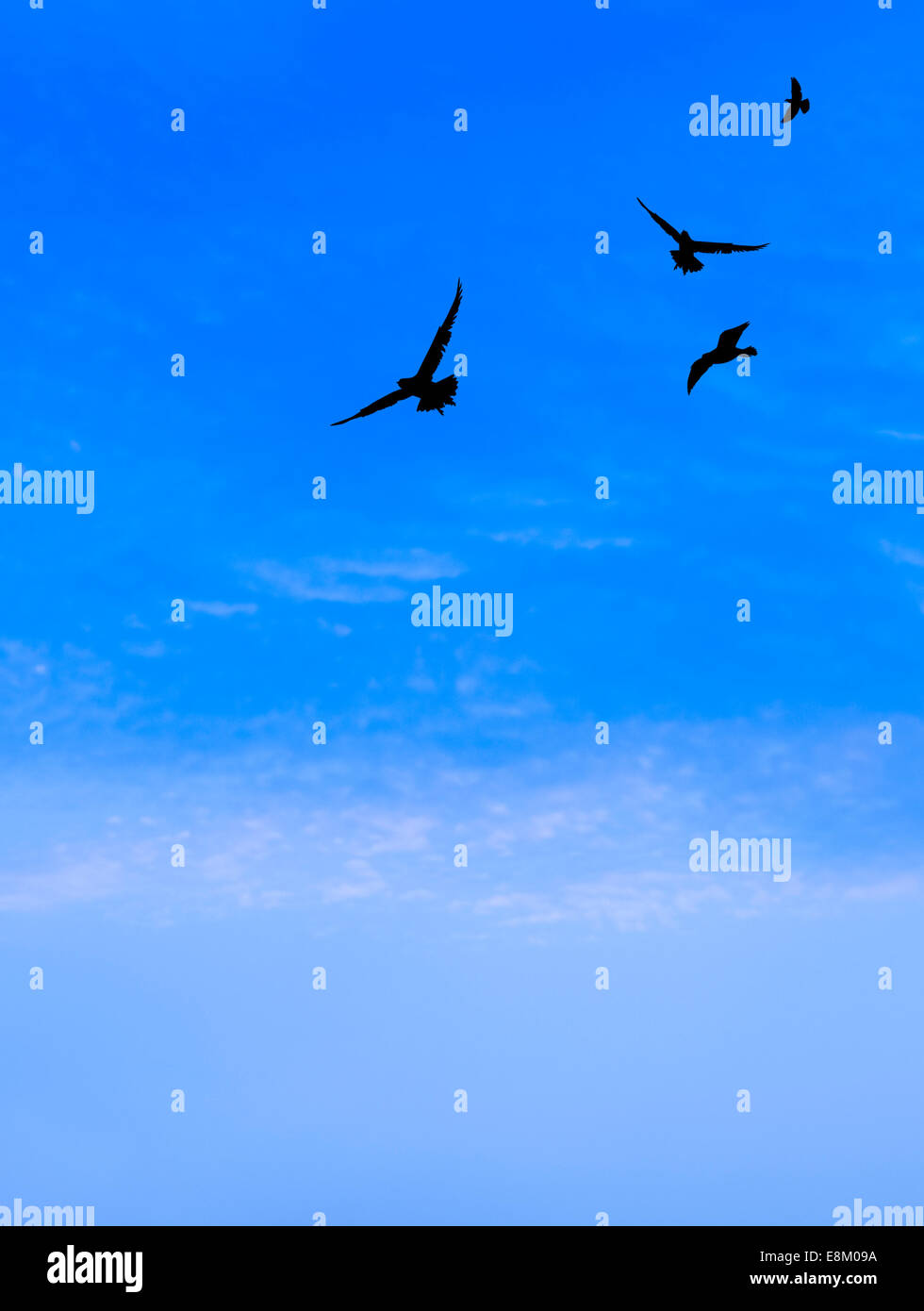 Fliying bird silhouette hi-res stock photography and images - Alamy