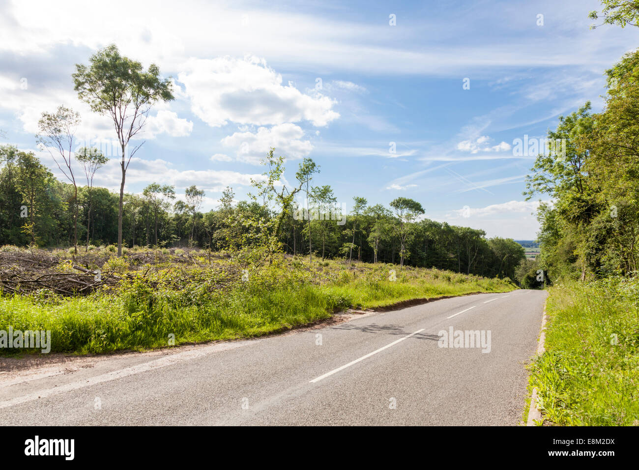 Empty road surrounded trees in hi-res stock photography and images - Alamy