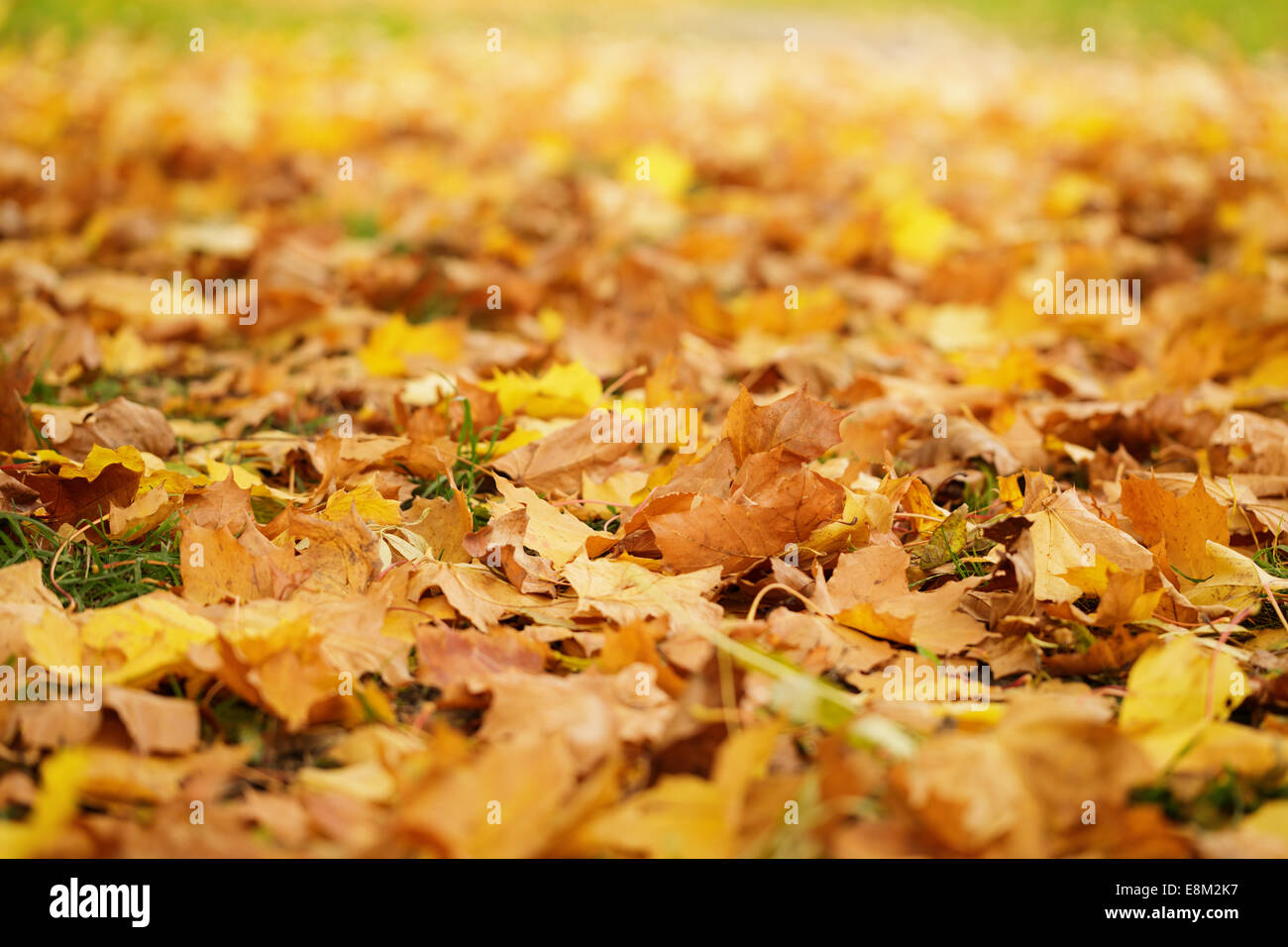close up photo of autumn leaves on the ground, october Stock Photo - Alamy