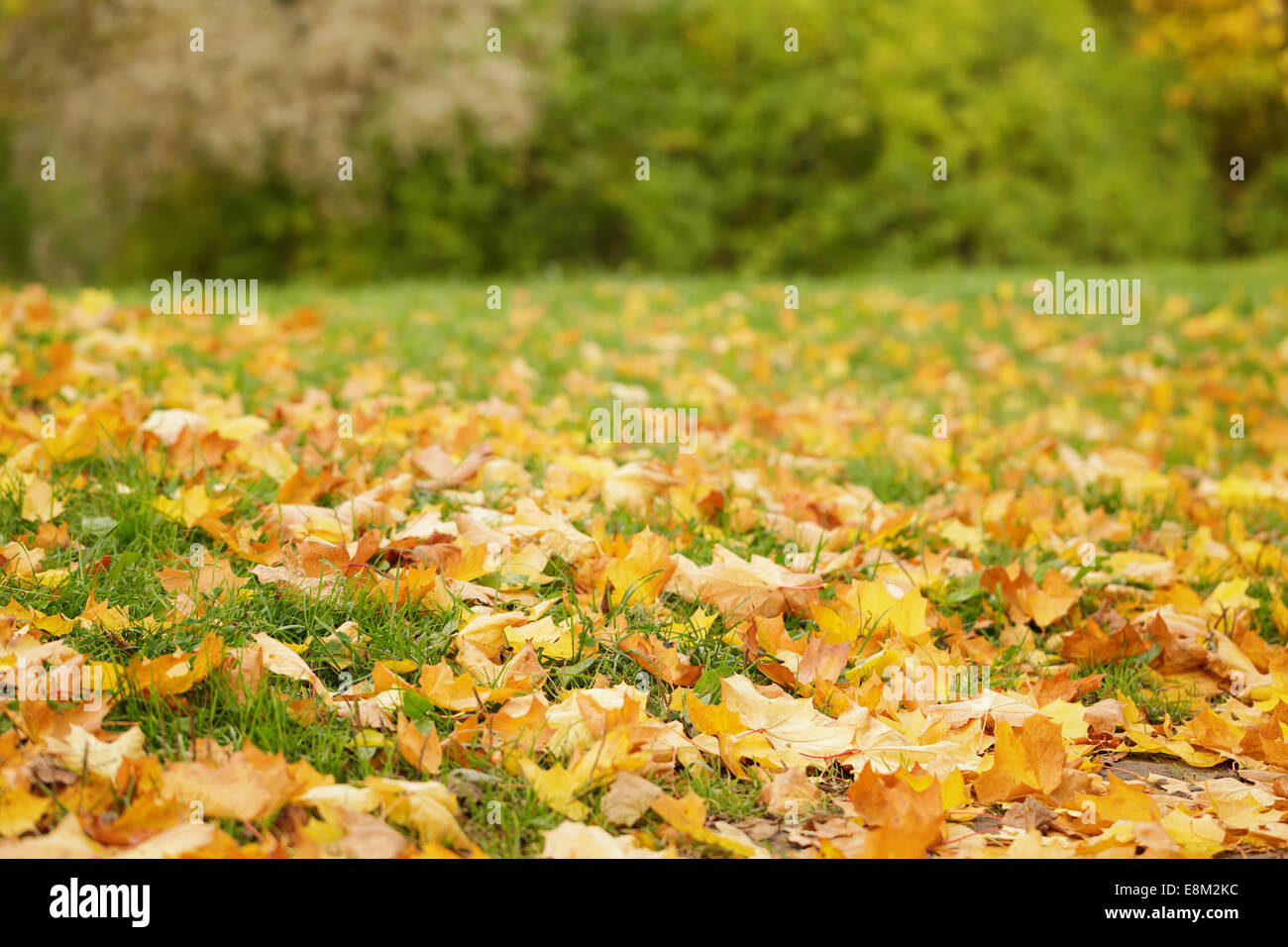 Low level leaves hi-res stock photography and images - Alamy