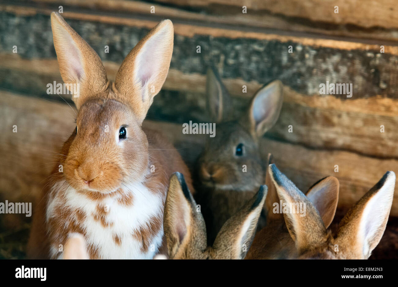 Five rabbits hi-res stock photography and images - Alamy